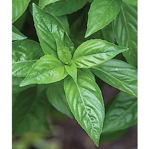 Burpee Sweet 500 Non-GMO Seeds for Planting | Grow Fresh Herb in Home Garden | Classic Basil Variety for Italian Cooking