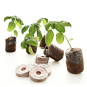 Culinary Herb Seeds Outdoor & Indoor Herb Garden Kit - 10 Herb Garden Seeds for Planting & 8 Instant Soil Pucks - Basil Seeds, Cilantro Seeds, Lavender Seeds, Rosemary Seeds, Thyme Seeds, & More