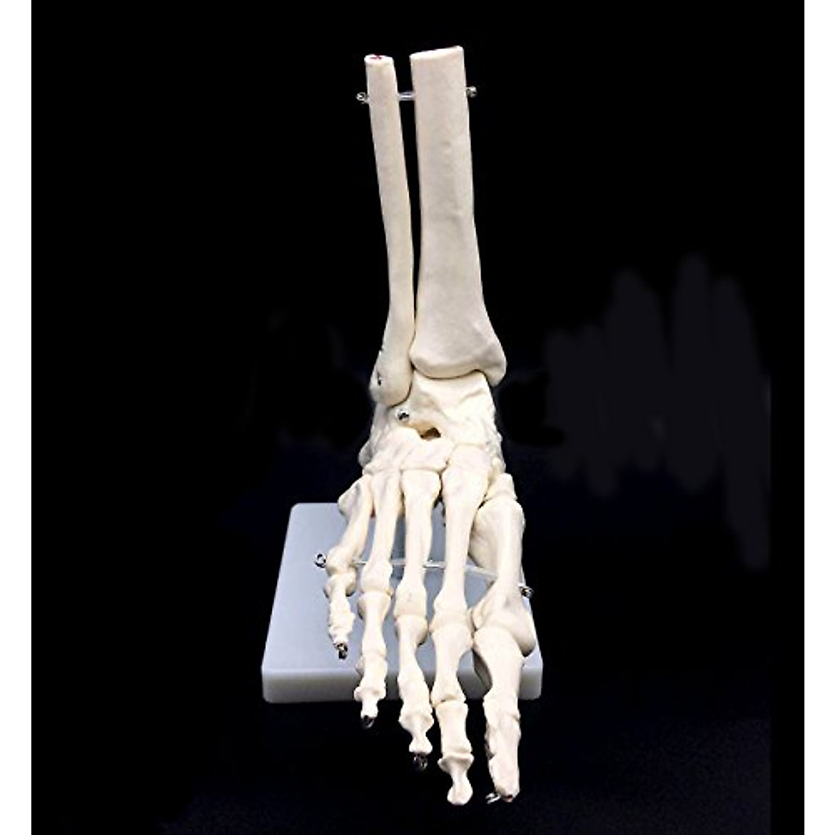 Human Foot Skeleton Model on Base, Foot Bone,Life Size, for Science Classroom Study Display Teaching Medical