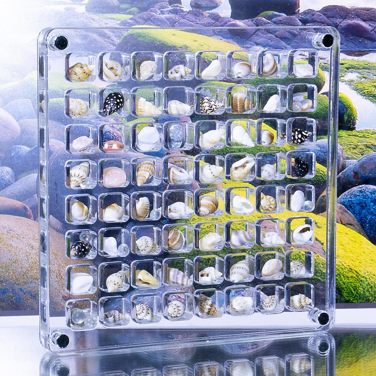 Magnetic Seashell Display Box, 64 Grids Seashell Storage Box, Clear Acrylic Magnetic Seashell Display Box - Decorative Storage Case for Seashells and Starfish.