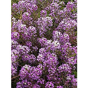 Alyssum Royal Sweet Carpet Seeds - Lobularia maritima - B151 (2000 Seeds)