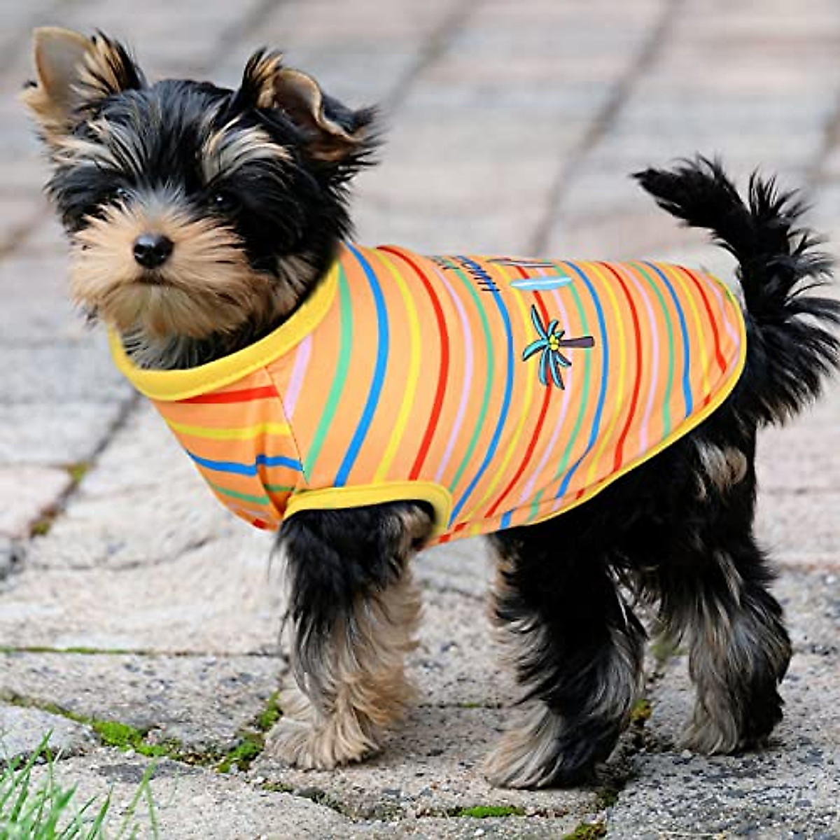 Phiyolin 2-Pack Dog Shirts Striped Stretch Dog T-Shirts for Small and Medium Dogs,Quick Dry Breathable Pet Clothes（M,Blue）