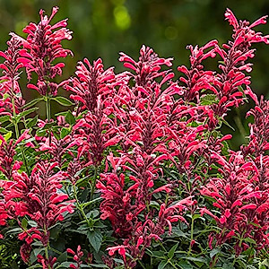 CHUXAY GARDEN Mix Agastache-Agastache Aurantiaca,Giant Hyssops,Hummingbird Mints 30 Seeds Aromatic Flowering Herbaceous Perennial Plants Low-Maintenance
