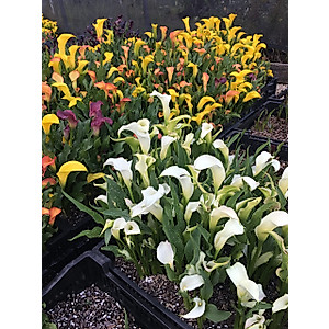 Hybrid Calla Lilies Mixed Value Pack - 5 Bulbs/pkg - Bright Colors Red, Orange, Yellow, Pink