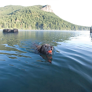 Chuckit! Ultra Ball Dog Toy - Size XL - For Dogs 100+ lbs - Made from Durable Rubber - Super Bouncy - Floats in Water - 3.5-inch Diameter - Pack of 1