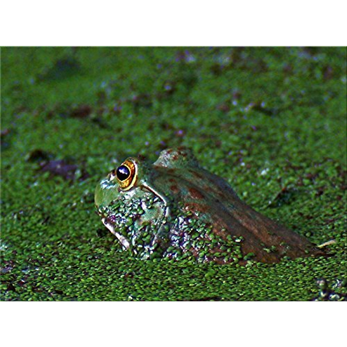 Long-Range 650mm-1300mm f/8 Telephoto Zoom Lens for Canon Digital EOS Rebel T2i, T3, T3i, T4i, T5, T5i, T6, T6i, T6s, SL1, EOS60D, EOS70D, 50D, EOS 5D, EOS1D, EOS5D III, EOS 6D, EOS 7D SLR Cameras