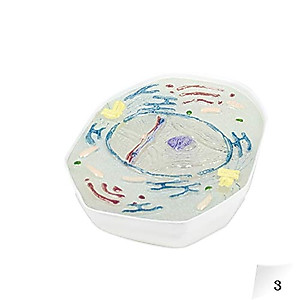 Vision Scientific VAA510 Animal Mitosis 3D Model | 9 Stage Mitosis Demonstration | Biology Classroom Cell Division Display | Detailed Open Cell Organelles | Pieces Equipped with Stand | W Manual