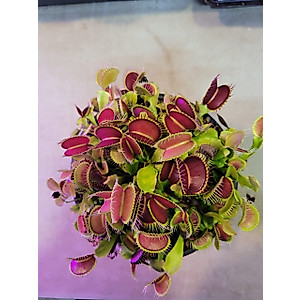 Large Sized Live 'Giant' Venus Flytrap (Fly Trap Carnivorous Plants) Dionaea 3 in pot