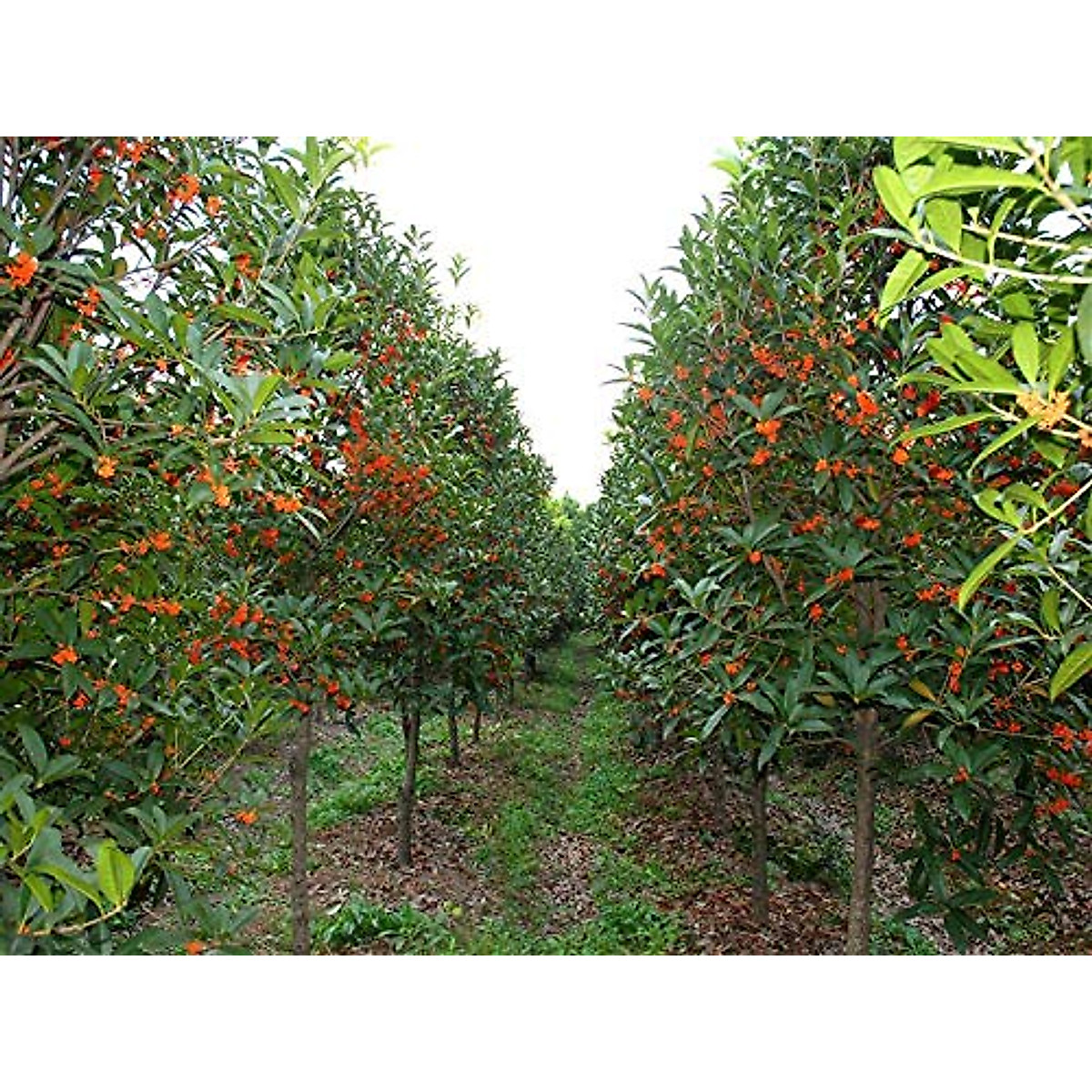 15+ Mixed Osmanthus Flower Seeds Yellow Orange Perennial Tree Shrub Bonsai Fragrant Osmanthus fragrans