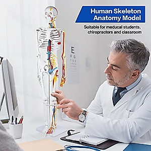 Human Skeleton Model for Anatomy, 33.5’’ Tall Medical Anatomical Skeleton with Removable Arms and Legs, Nerves Arteries Painted Muscle Insertion and Origin Points for Medical Study and Display