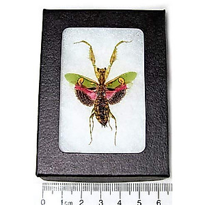 BicBugs Creobroter gemmatus Real Framed Pink Praying Mantis Indonesia