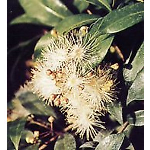 Bonsai Boy's Pre Bonsai Flowering Brush Cherry Bonsai Tree - Small eugenia myrtifolia