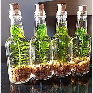 Anacharis Potted Elodea Densa Tropical Freshwater Stems Live Aquarium Plants Aquatic Pond Water Decorations 3 Days Live Guaranteed by Mainam