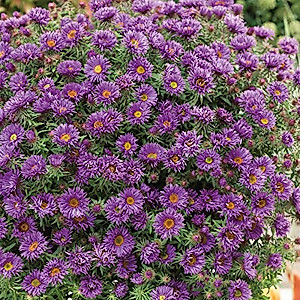 Aster Roots - Purple Dome - 6 Roots - Purple Flower Bulbs, Root Attracts Bees, Attracts Butterflies, Attracts Pollinators, Easy to Grow & Maintain, Extended Bloom Time, Fast Growing, Border