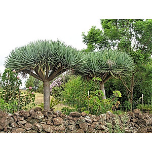 Dragon Tree Seeds to Grow - 10 Seeds - Dracaena Draco Seeds for Planting - Exotic Tree Seeds - Indoor Bonsai Tree