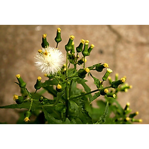 CAREMULE Dandelion Seeds for Planting - 5000 Pcs Organic Non-GMO and Untreated Dandelion Herb Seeds to Plant Home Garden