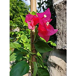 TIPU Soft Rubber Garden Twine, Reusable and Adjustable Plant Tie Without Wire Interior, Hollow Stretch Rubber Twine Expands with The Growth Plant/Fruit Tree, Green, 262 FT