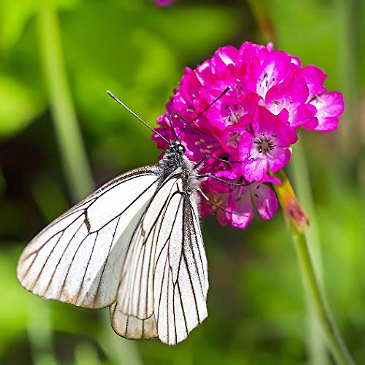 Outsidepride Armeria Maritima Thrift Sea Pink Garden Flower Plant Seed - 2000 Seeds