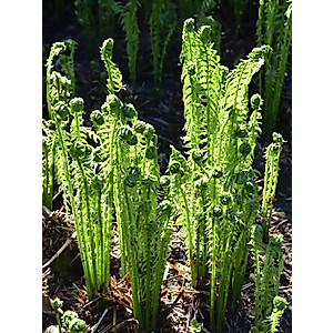 05 Ostrich Fern Bare Root Ground Cover for Planting Planting Growing Outdoor Indoor Perennial Ornaments Can Grow Pots Gift Garden