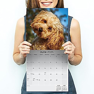 2023 2024 Cavapoo Calendar - Dog Breed Monthly Wall Calendar - 12 x 24 Open - Thick No-Bleed Paper - Giftable - Academic Teacher's Planner Calendar Organizing & Planning