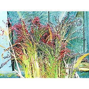 Broom Corn Seed Multi Color Crafts Home Accents Gold Red Bronze Purple Brown jocad (100+ Seeds)