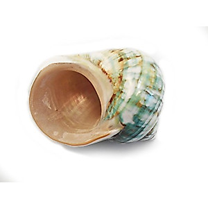 X-Large Polished Jade Turbo (3" - 3 1/2") 1 1/2" Opening Beach Crafts Nautical Decor Large Hermit Crabs - Florida Shells and Gifts