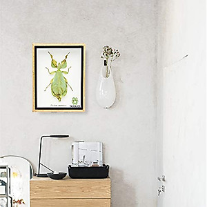 Angelwing Real Leaf Insect Beetle Bug Green Brown Taxidermy Butterfly Insect Box Framed Display