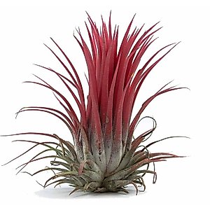 Ionantha Fuego Tillandsia Air Plants - Vibrant 5-Pack for Easy Home Decor