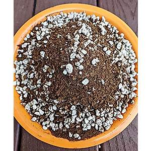 Bamboo Bonsai Plant Potting Soil Mix Peat Moss & Perlite (½ Gallon / 2 quarts). Repot Ficus, Lucky Bamboo Soil
