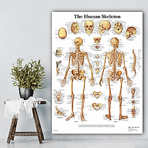 Anatomy Posters - Spinal Nerves Anatomical Chart - Anatomy and Physiology Study Tools - Human Body Medical Posters - Human Anatomy Poster for Clinic Office Medical Graduate Dorm - 20x28 inch Unframed
