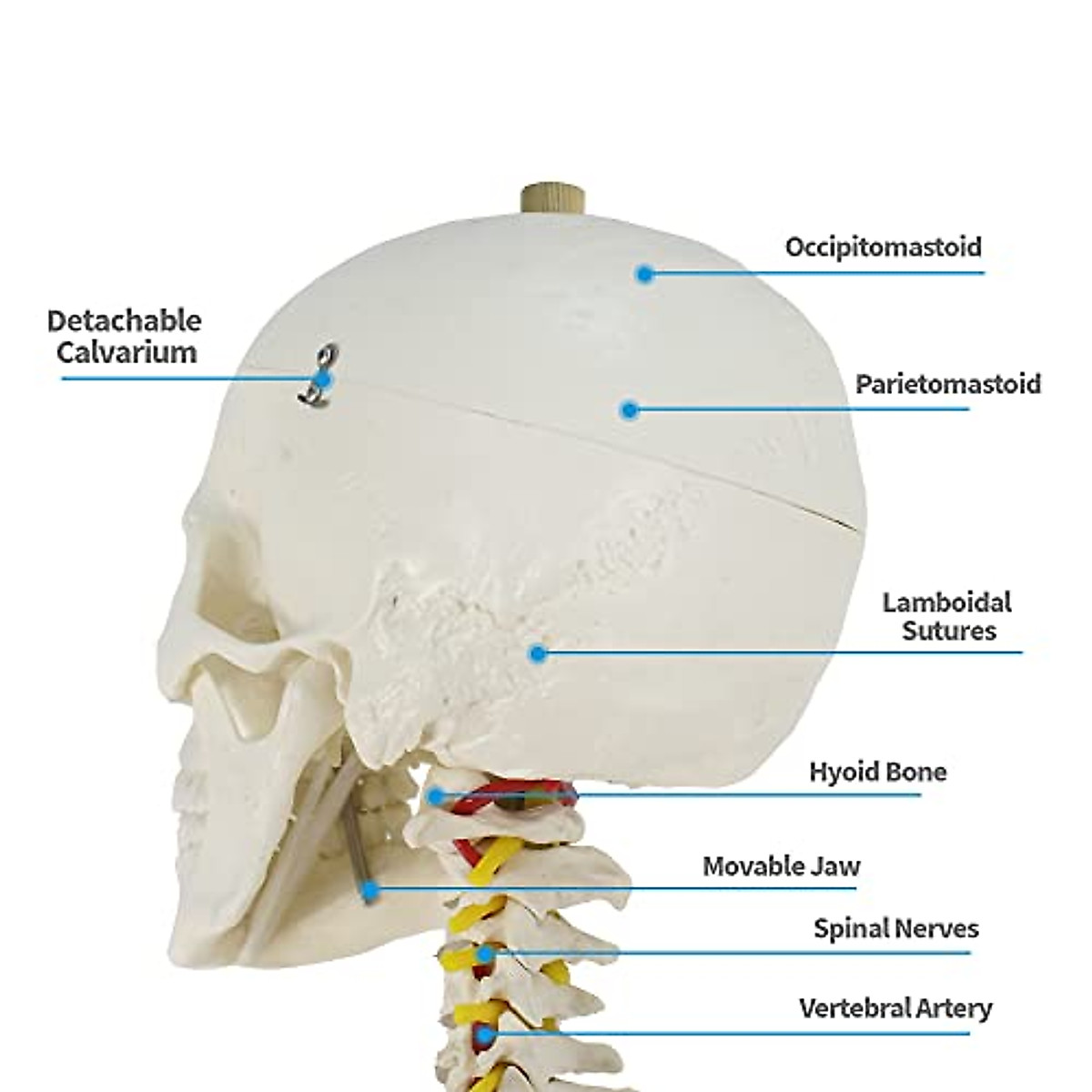 ZENY Life Size 70.8" Human Anatomical Anatomy Skeleton Model with Stand, Scientific Anatomy Human Body Model for Study