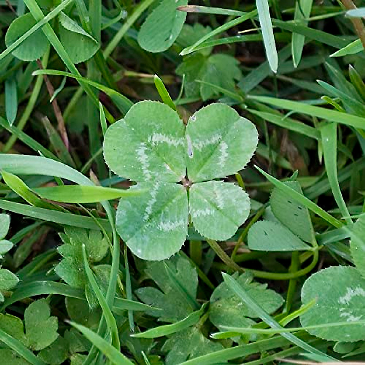 YEGAOL Garden 25Pcs Four Leaf Clover Seeds Ornamental Easy to Grow Ground Cover Indoor Outdoor Potted Garden Plant Grass Seeds