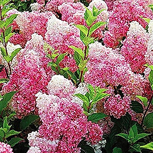 CHUXAY GARDEN Vanilla Strawberry Hydrangea-Hortensia Heart 50 Seeds Attract Butterflies Rare Plants