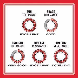 Pennington The Rebels Tall Fescue Grass Seed Blend, 3 Pounds