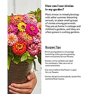 Burpee Cut & Come Again Zinnia Seeds 175 seeds