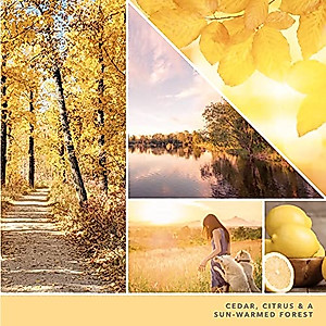 Yankee Candle Sunlit Autumn Tea Light Candles