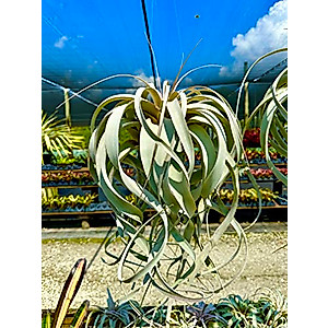ragnaroc Live Air Plant - Tillandsia Xerographica, Jumbo 6-9” – 1 ct - Ideal for Gifts & Presents, Live Indoor Plants & Live House-Plants – Live Plants for Home décor