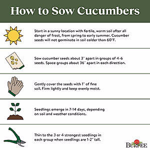 Burpee 'Armenian' Cucumber Seeds, 100 Non-GMO seeds, Heirloom