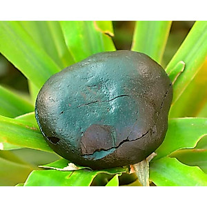 Vishnu Shaligram,2.5"X2.25"Inch Mahavishnu Shaligram, Shaligram Shila, Gandaki River Nepal, Shaligram Stone, Religious Gift, Shaligram from Nepal-I-6052