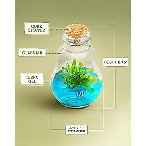 Venus Fly Trap, Grow Your Own Venus Flytrap in a 100% Self Sustaining Glass Terrarium, Maintenance Free, Easy to Grow, Healthy Growth Guarantee