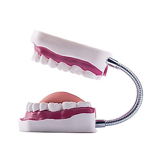 Easyinsmile Mouth Model for Speech Therapy 6 Times Enlarge Dental Tooth Brushing Model with Tube Bent Teeth Care