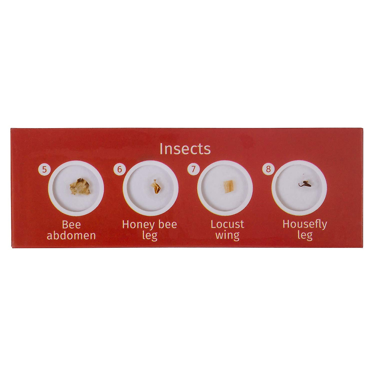 Levenhuk LabZZ CP24 Creatures and Plants Prepared Microscope Slides Set for Kids Children and Students Education