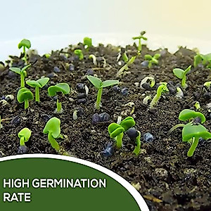 Medicinal and Tea Herb Seeds Variety Pack for Planting Indoors, Outdoors and Hydroponically - USA Grown, Heirloom, Non GMO Herbal Garden Seeds, Including Basil and Cilantro