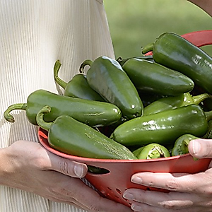 Park Seed Park's Whopper Jalapeno Pepper Seeds, Pack of 15 Seeds