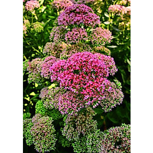 Sigma DP1x 14MP FOVEON CMOS Sensor Digital Camera and 2.5 Inch LCD