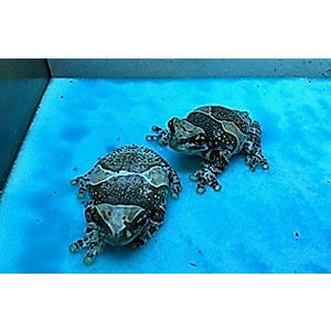 Josh's Frogs Frog Foam Terrarium Liner (12x12 Glass Terrarium)