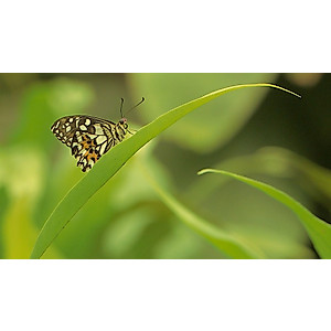 Nature DVD -Tropical Gardens and Orchids and Butterflies - with Music and Nature Sounds 2016