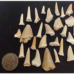 Universal Specialties Shark Teeth in Bag Genuine Fossilized Specimens Perfect for Classroom Lessons Arts and Crafts Necklaces and Play Excavation Sites Real Authentic Eocene Morocco Tooth Approx. 30