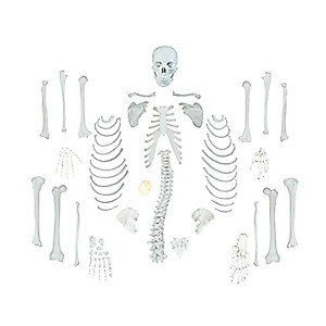 Parco Scientific PB00028, Disarticulated Medical Skeleton Model | Life Size Skeleton | Total 206 Bones | One Hand and Foot are Wired to Highlight Structure | Labeled Diagram and Study Guide Included