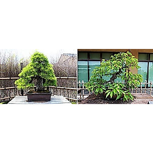 Yamamoto's Organic Concentrated Bonsai Fertilizer - Japan's Favorite - 8oz - No Harsh Chemicals